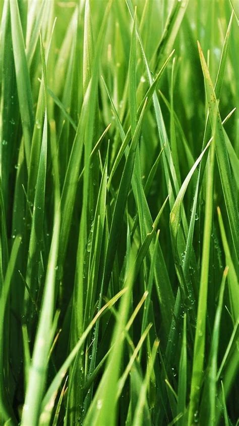 Трава фон обои