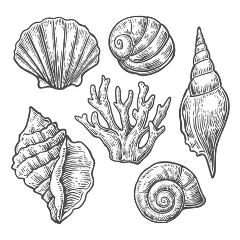 Sea Shell Clipart Royalty Free Vector Image Vectorstock