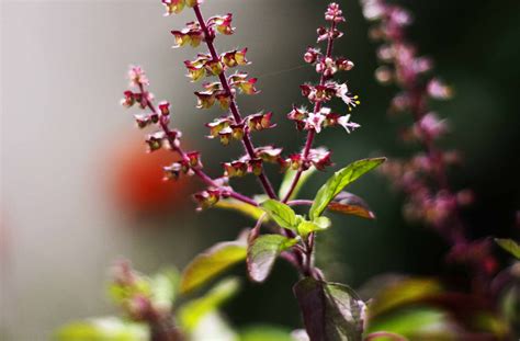 Health And Wellness Tulsi The Phenomenal Herb Jkyog Naturopathy Hospital