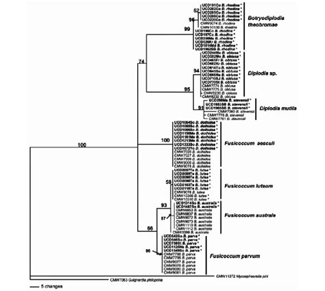 Most Equally Parsimonious Tree With Bootstrap Value Using 1000