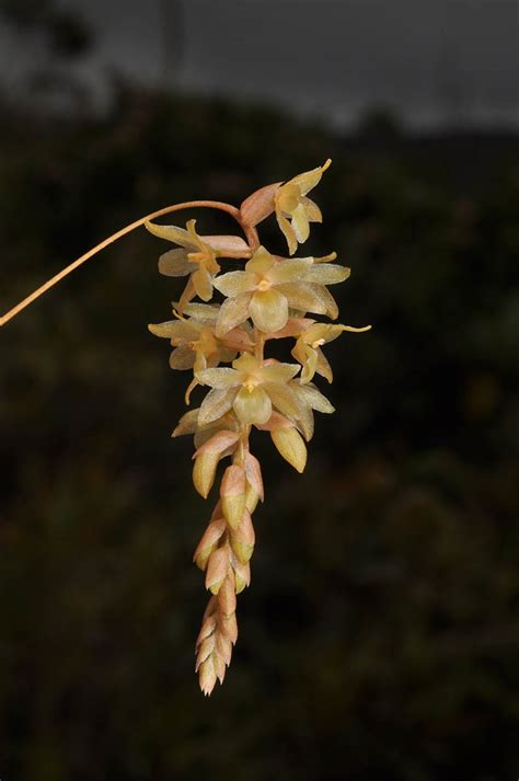 Dendrochilum Plant9 Orchidaceae