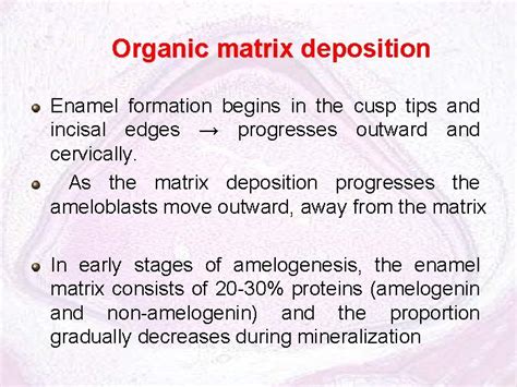 Amelogenesis Process Of Enamel Formation Cell Responsible Ameloblast