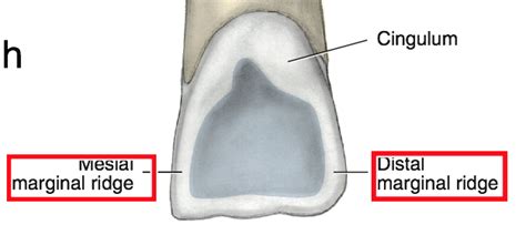 Cingulum Tooth