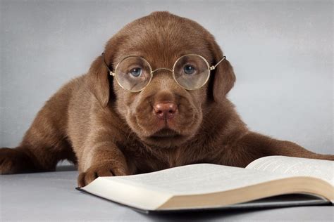 Preparing The Java Oca Certification Ivan Molera