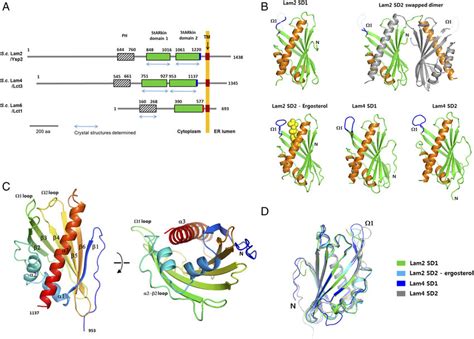 Overall Structures Of Lam Homologs A Schematic Representation Of The Download Scientific