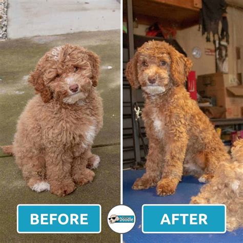Short Cockapoo Haircut Styles 17 Before And After Photos