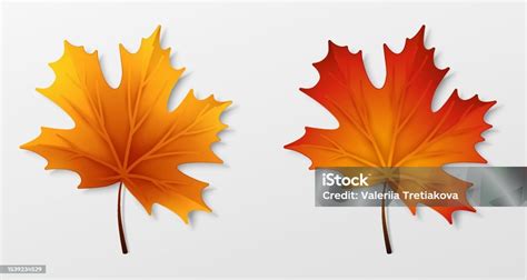 사실적인 그림자가 있는 두 개의 주황색 단풍잎 세트 흰색 회색 배경에 격리되어 있습니다 벡터 그림입니다 0명에 대한 스톡 벡터 아트 및 기타 이미지 Istock