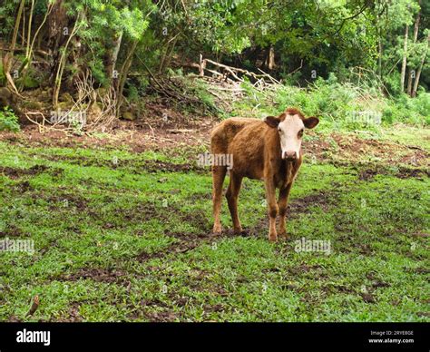 Brown Young Cow With White Face In Field In Tropical Botanical Garden