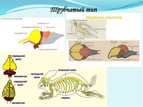 Сравнение типов нервной системы презентация онлайн