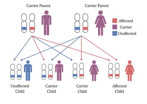 Understanding Genetic Inheritance Mirror Gene