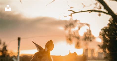 해질녘 동안 땅에 앉아 있는 갈색 캥거루 사진 Unsplash의 무료 헤이리슨 아일랜드 이미지