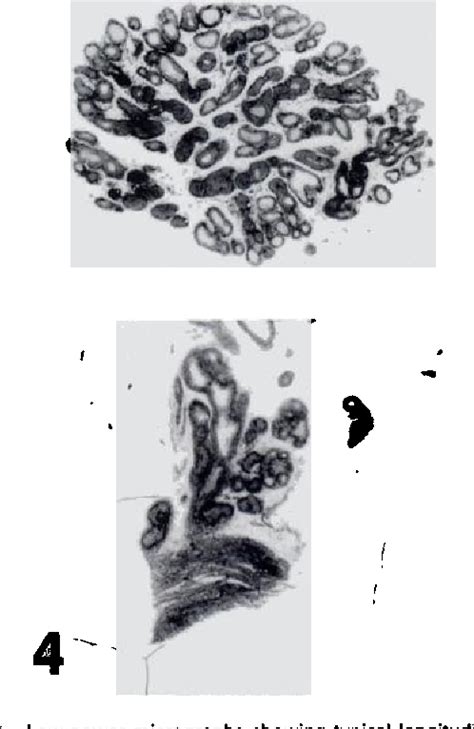 Figure 1 From Regional Cellular Heterogeneity And Dna Synthetic Activity In Rat Ventral Prostate