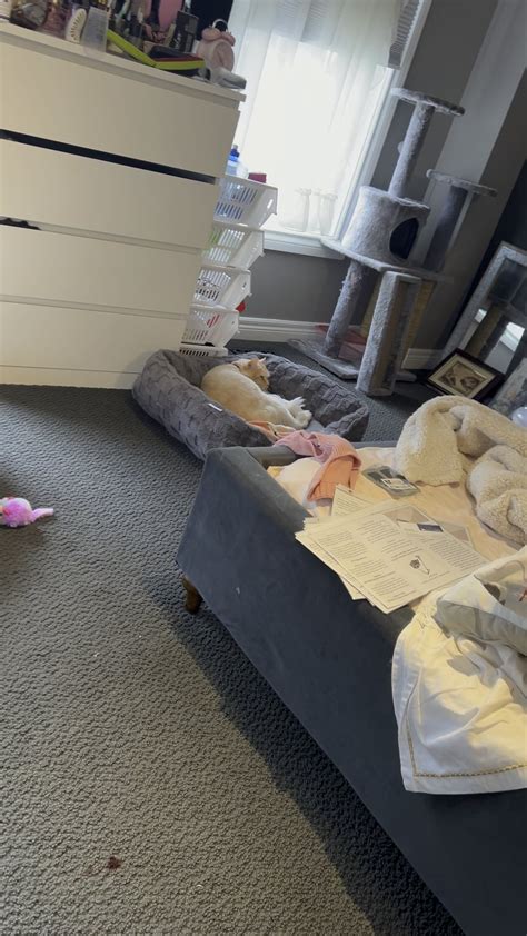 Feline Asthma R Catcare