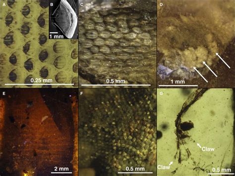 3d Photomicrography Helped Identify And 3d Print Replica Of Oldest Chameleon Fossil Ever Found