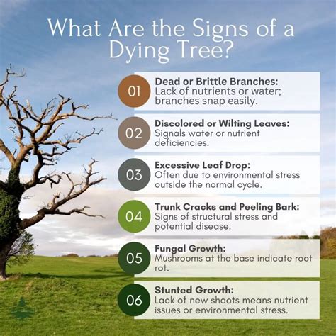 How To Save A Dying Tree Atlanta Arbor