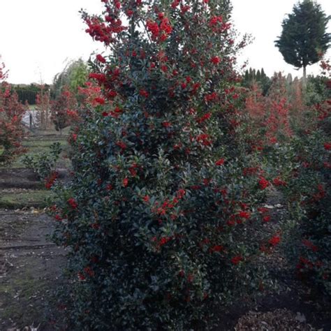 Common Holly Evergreen Hedging Form Plants