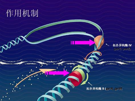 喹诺酮类抗菌药大全 Word文档在线阅读与下载 无忧文档