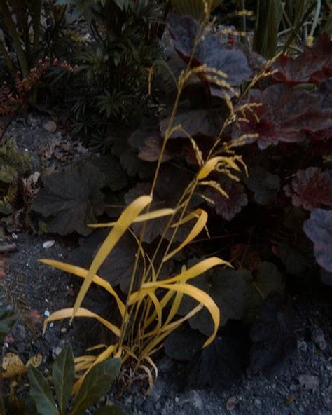 Milium Plant Growing And Care Guide For Gardeners