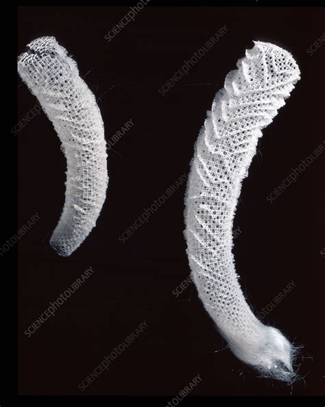 Venuss Flower Basket Skeletons Stock Image C0596778 Science