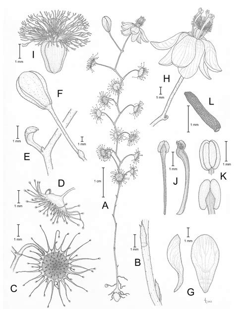 Small Leaves Big Diversity Citizen Science And Taxonomic Revision