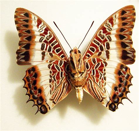 Insect Specimen 38 Free Photo Download Freeimages