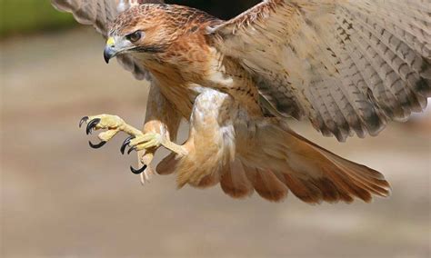 Diving Hawk