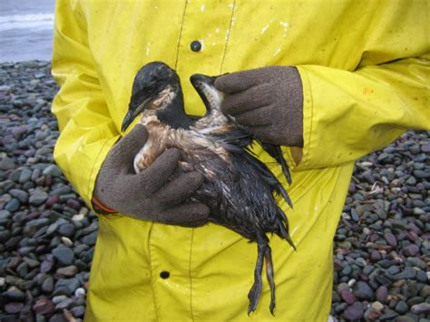 Yet Another Oil Spill Estimating Number Of Birds Killed Newsyork