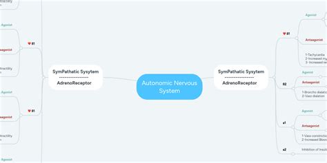 Autonomic Nervous System Mindmeister Mind Map