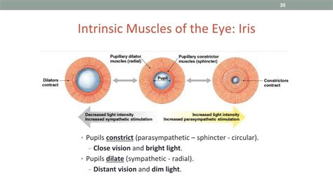 Ppt Sensation General And Special Senses In Vision Powerpoint