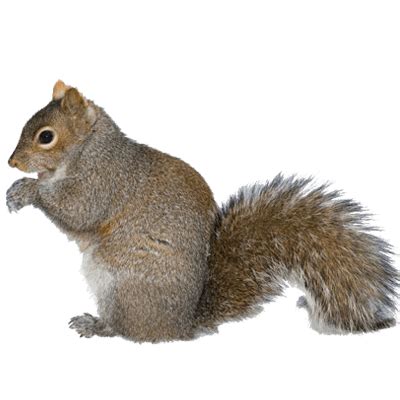Squirrel PNG Cartoon Squirrel Squirrel Clipart Images Free