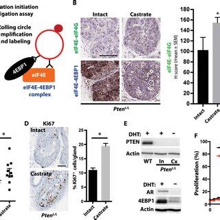 4ebp1 Expression Controls Eif4e Eif4g Interaction Dynamics And