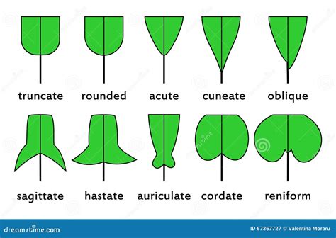 Bases Cartoons Illustrations And Vector Stock Images 8627 Pictures To
