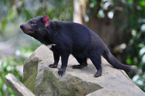 Сумчатый или тасманийский дьявол (Sarcophilus laniarius) - Удивительный ...