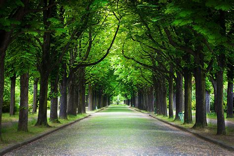 Street Trees Sidewalks BUSINESS NAME