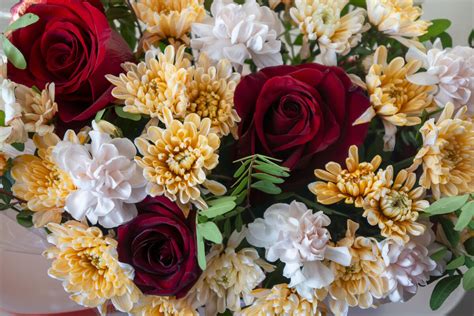 Одуванчик на закате дня · бесплатная фотография от Chappie картинки на Fonwall