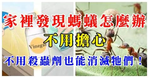 家裡發現螞蟻怎麼辦：不用擔心，不用殺蟲劑也能消滅牠們！