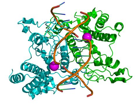 All About Restriction Enzymes