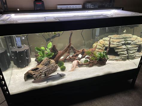 How To Set Up Axolotl Tank Axolotl Tank Uneb