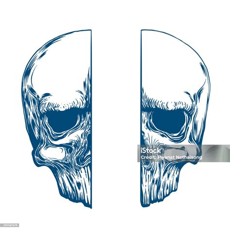 해부학 두개골 벡터 아트 입을 벌리고 두개골의 상세한 손으로 그린 그림 그런지 풍화 일러스트레이션 벡터 아트 문신 디자인입니다 건강관리와 의술에 대한 스톡 벡터 아트 및
