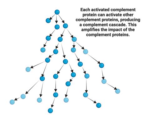 Other Innate Immune System Actions Student Academic Success