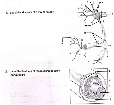 Solved Label This Diagram Of A Motor Neuron Label The Chegg Com