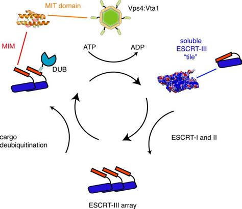 Escrt Complexes And The Biogenesis Of Multivesicular Bodies Pmc