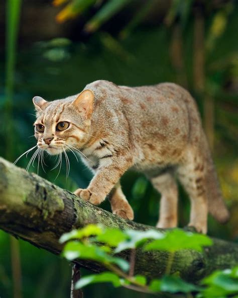 All 40 Species Of Wild Cats And Where To See Them In The Wild Artofit
