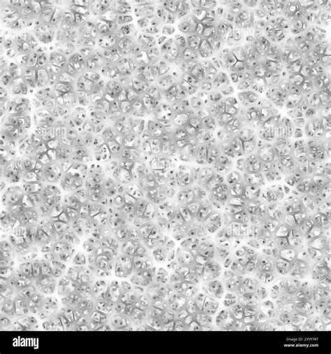 Seamless Texture Of Spong Form Sponormia Fashion Graphic
