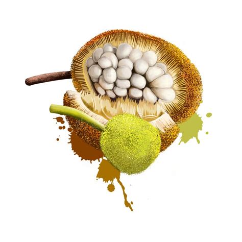 Marang Isolated On White Artocarpus Odoratissimus Called Terap