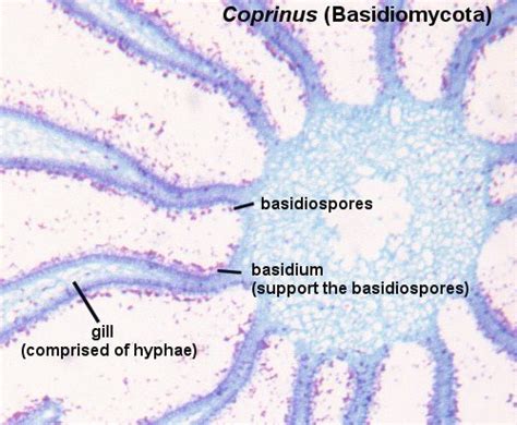 Coprinus Microscope Labeled
