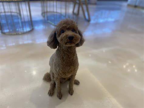 허스키 부산포메라니안분양 비숑분양 대구강아지무료분양 말티푸성견 대구말티즈분양 믹스견 포매라니안 남양주 2022 0069 푸들