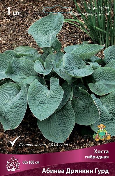 Вопросы и ответы о Хоста саженцы (гибридная) - Абиква Дринкин Гурд - 1 ...