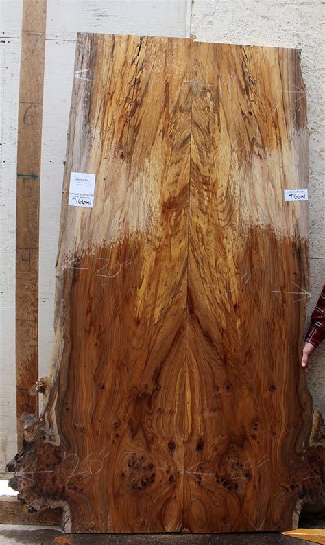 Elm Siberian Item 7166m1 Large Front Photo