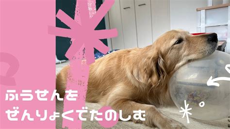 ゴールデンレトリバーふうせんであそぶ YouTube